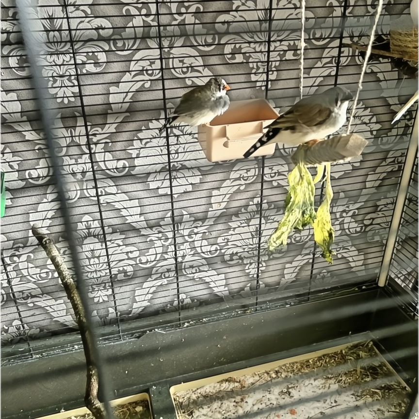 Зебровые амадины