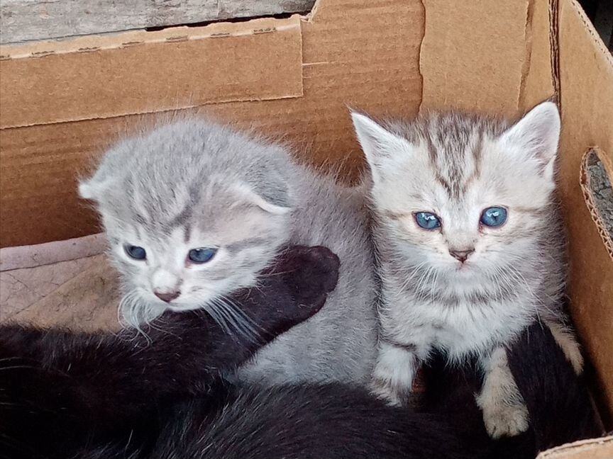 Котята в добрые руки 1 месяц