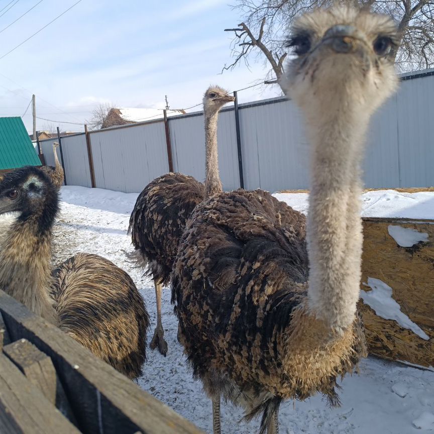 Продам страусов