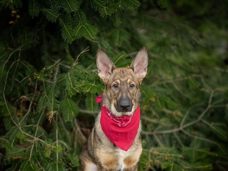 Щенок в добрые руки