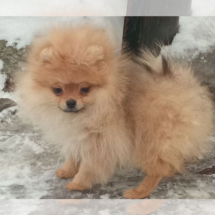 Померанский шпиц