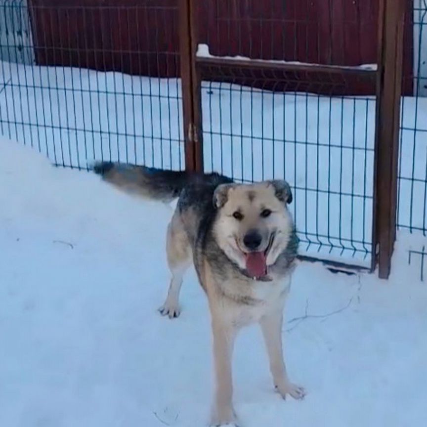 Взрослый пёс в добрые руки