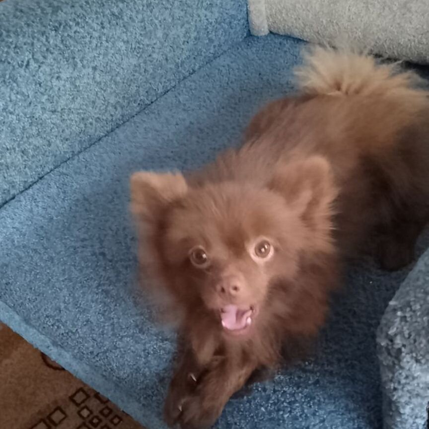 Пром шпица немец