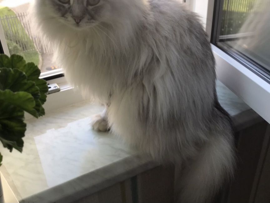 Кот Сеня