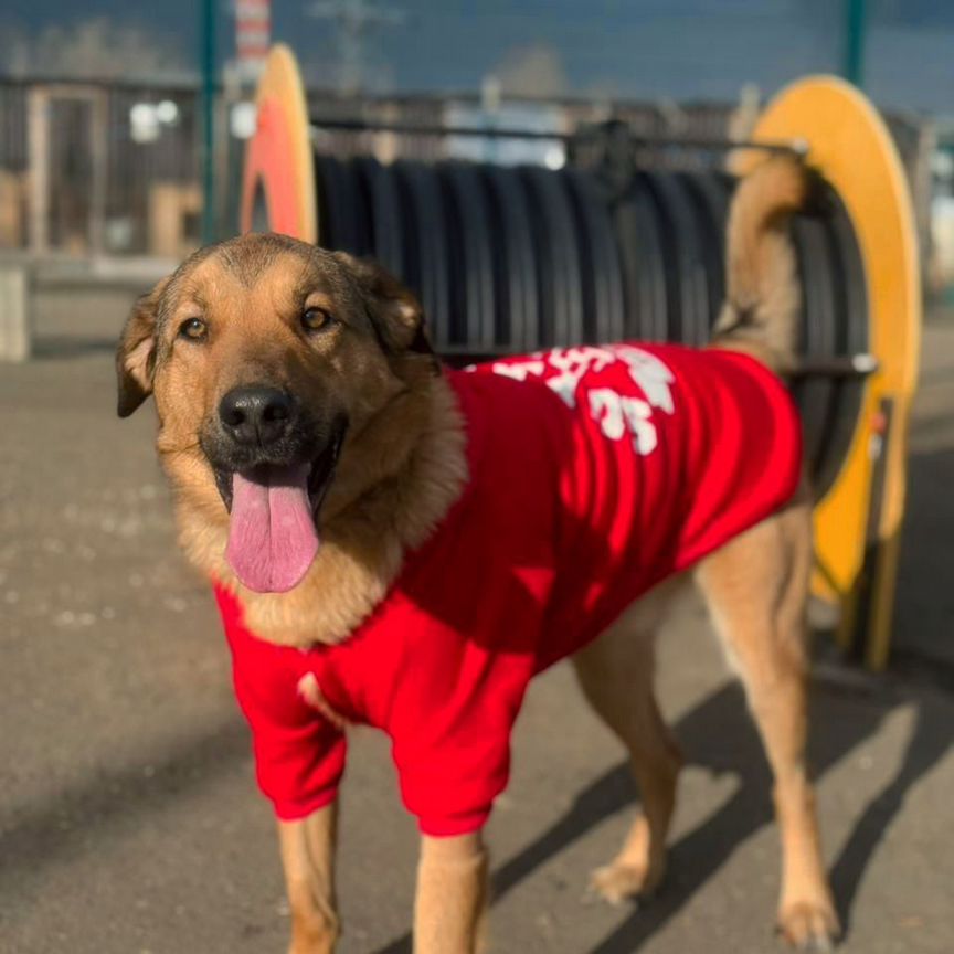 Собака Смурфик в добрые руки Кобель рыжий