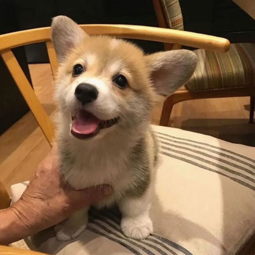 Умные Детки Вельш-Корги