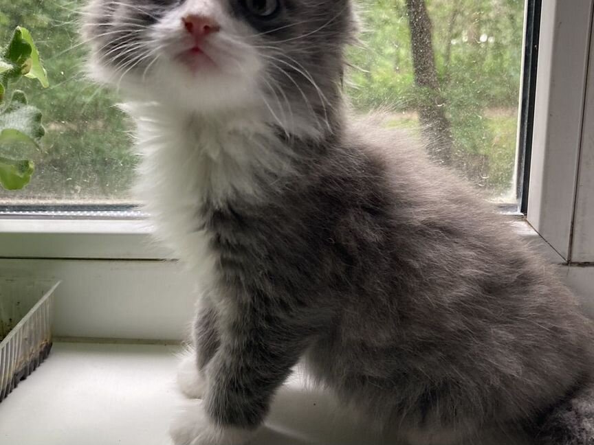 Кошка