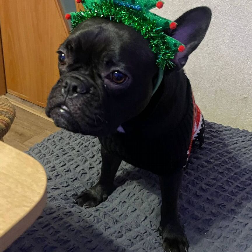 Французский бульдог, взрослая собака