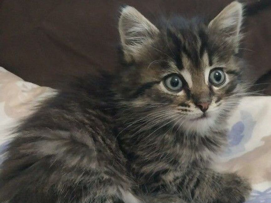 Котятки сибирские /норвежские
