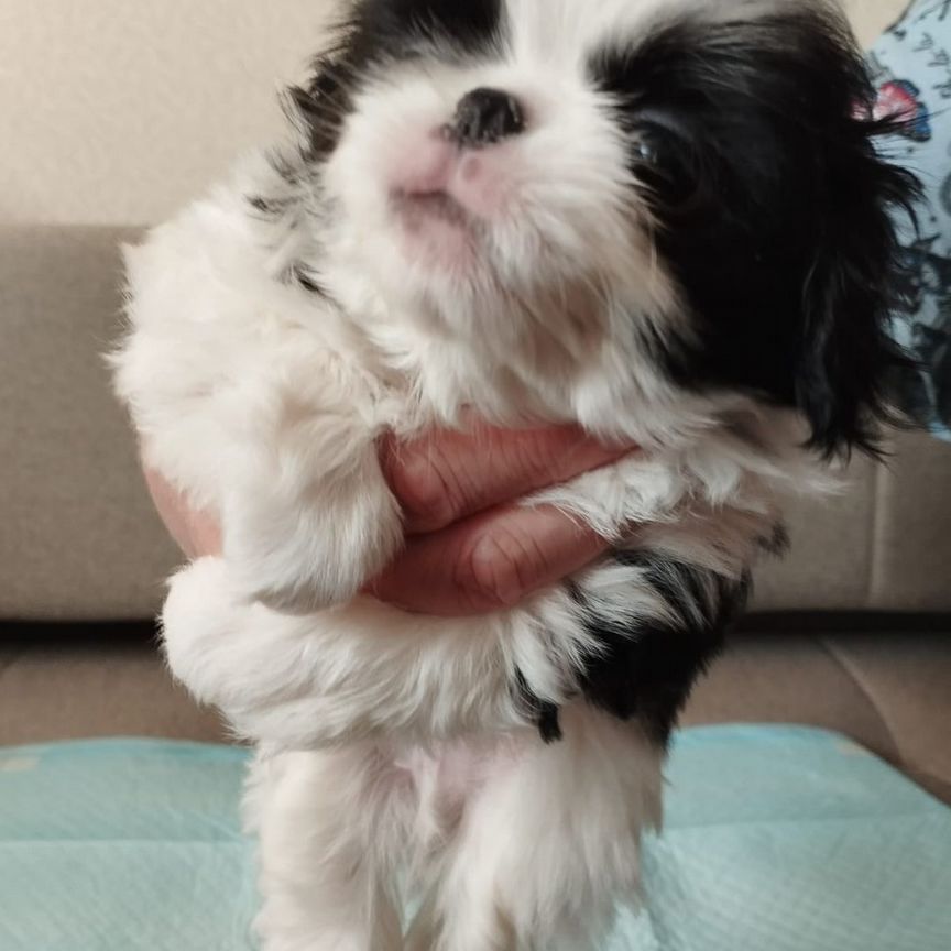 Японский хин