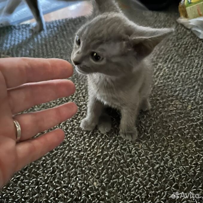 Заведи кота - спаси мохнатую жизнь