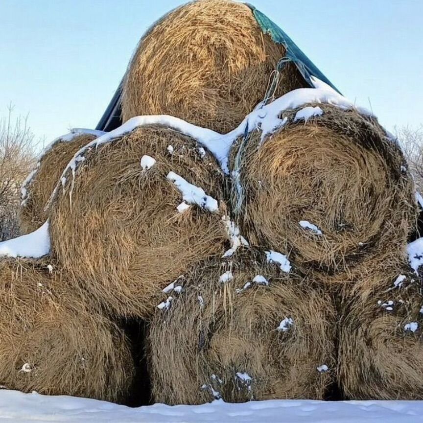 Сено степное и луговое в рулонах