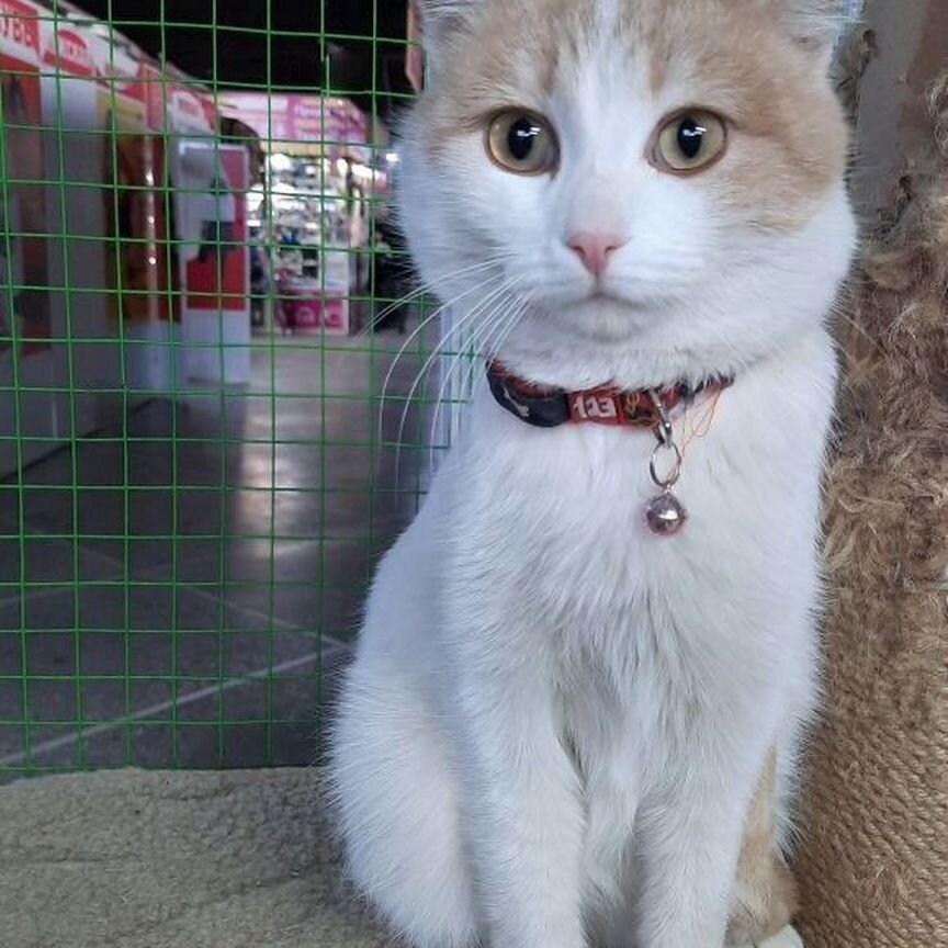 Славный котик в Заботливые руки (8мес.)