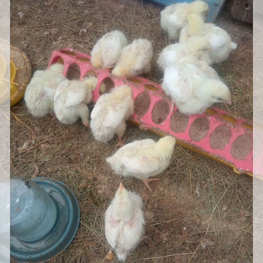 Цыплята бройлеры