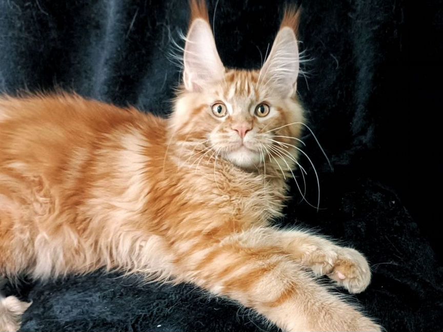 Кистястый котенок Мейн кун