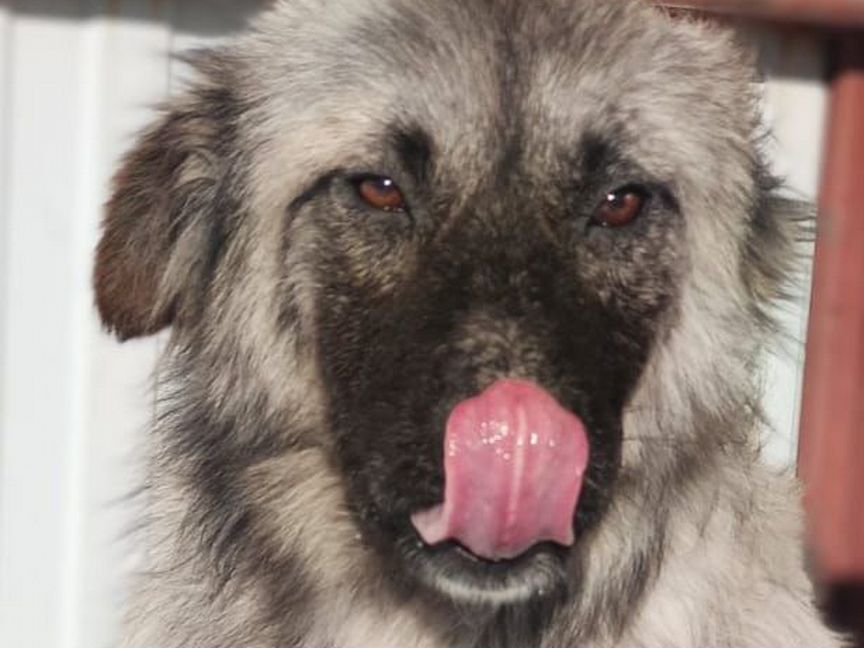 Собака в добрые руки