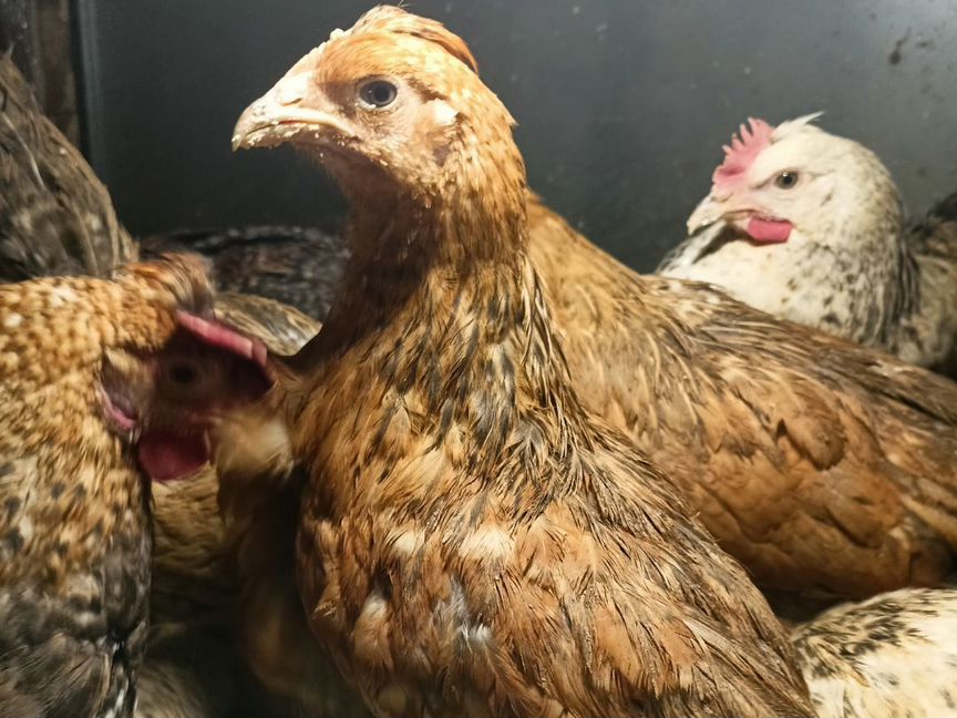 Курочки несушки доминант