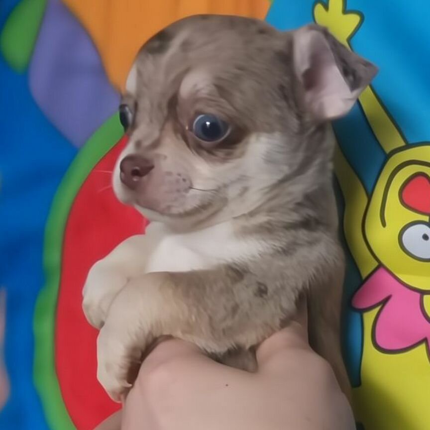 Чихуахуа, щенок