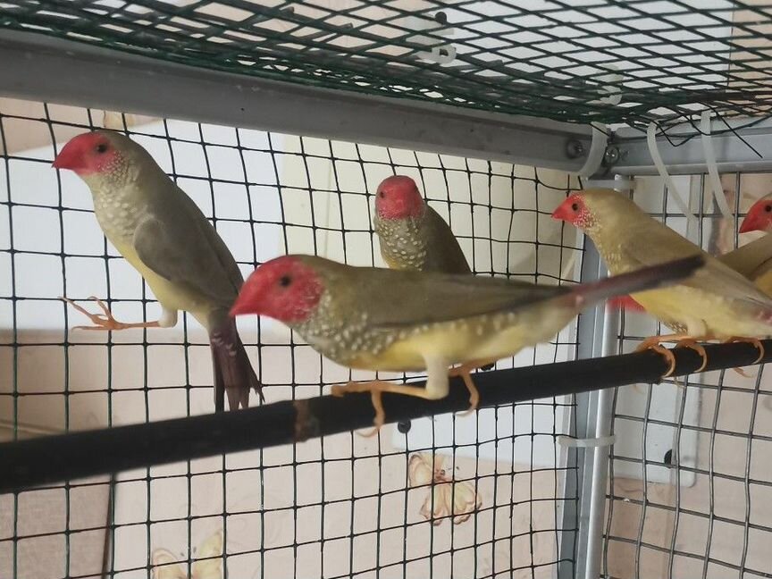 Тросниковые астрильды