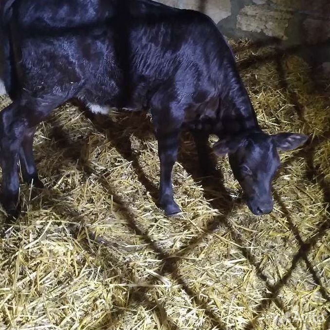 Тёлочка 3 недели