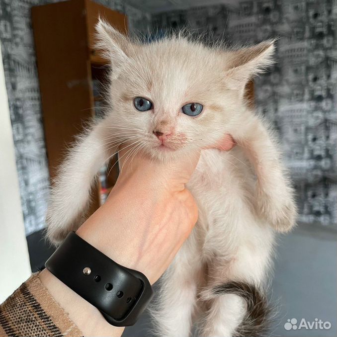 Отдам домашних котят в хорошие добрые руки