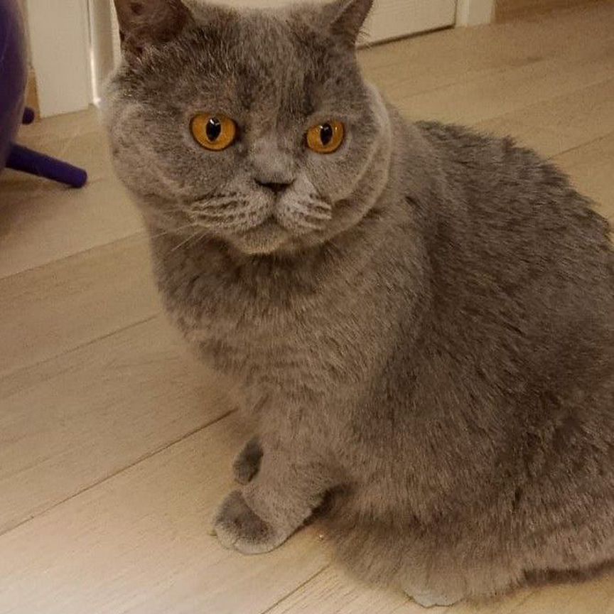 Кошка в добрые руки