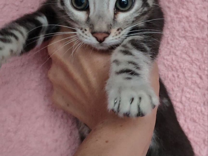 Бенгальская кошка