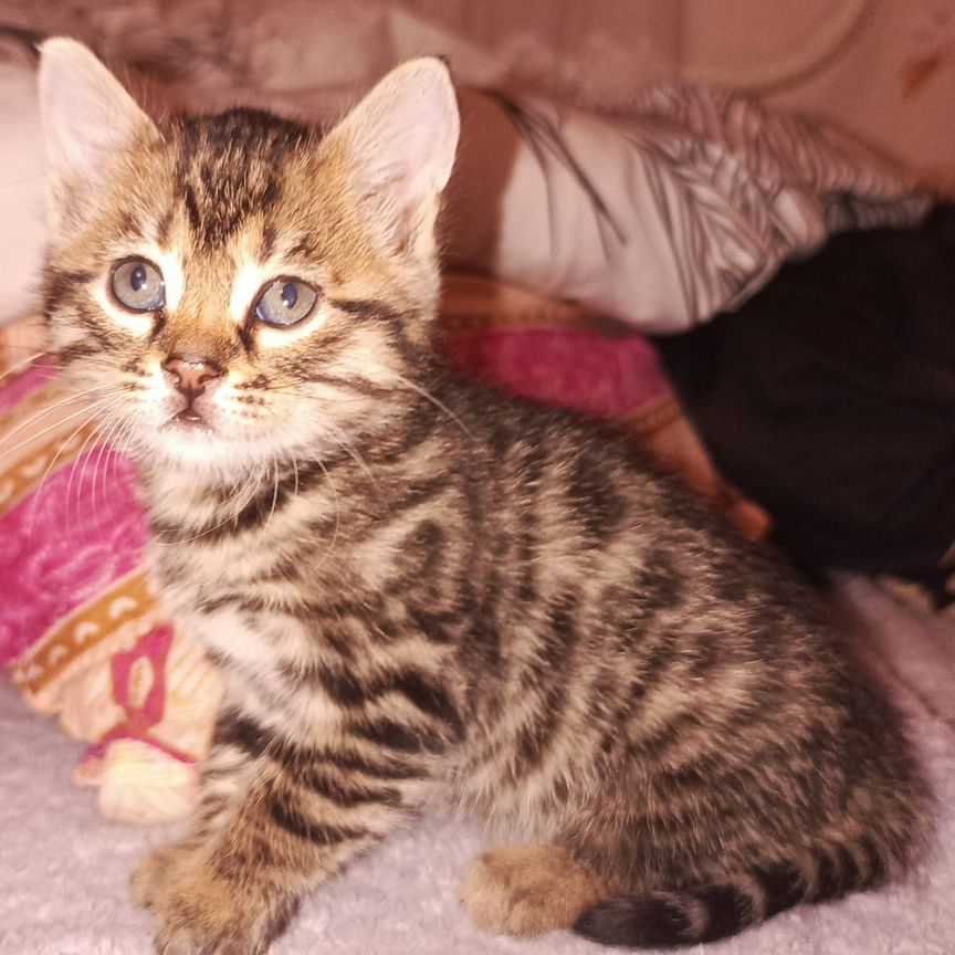 Котенок в добрые руки