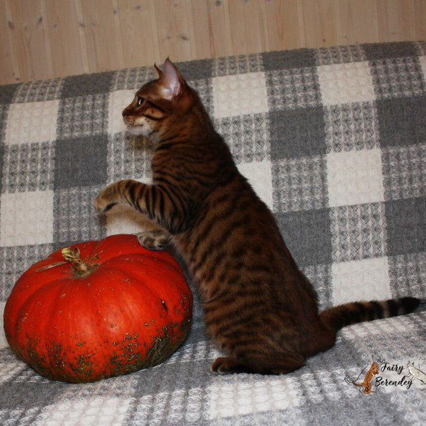 Котенок -котик породы тойгер, подрощенный