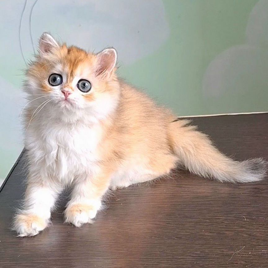 Британская кошечка