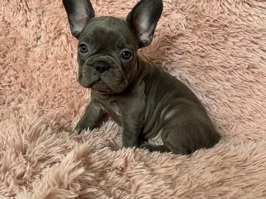 Щенок франзузского бульдога