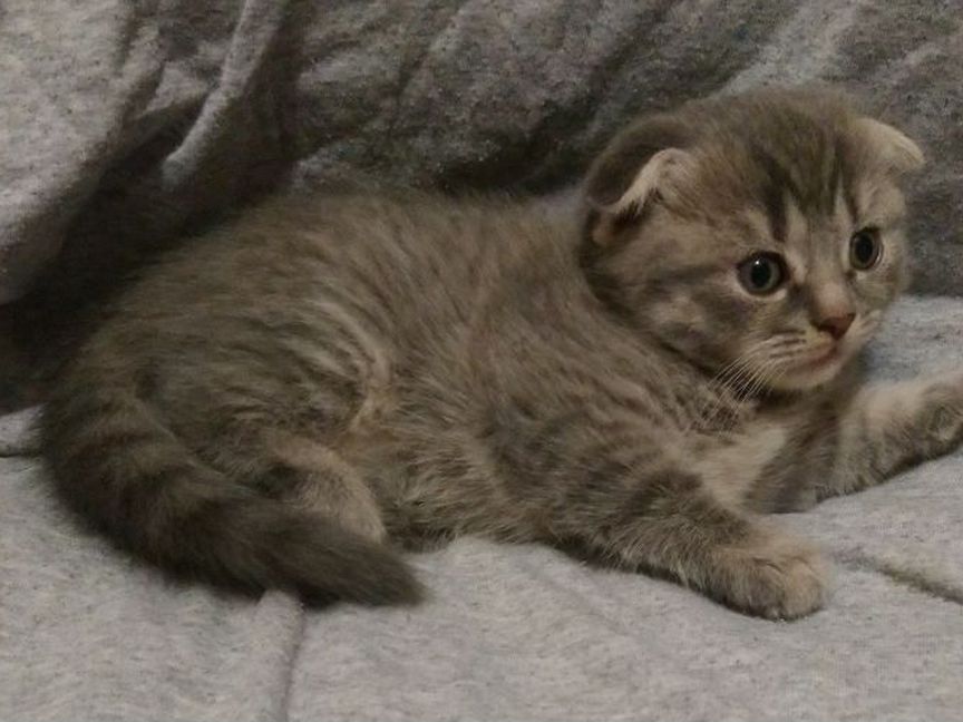 Кошки породистые вислоухие