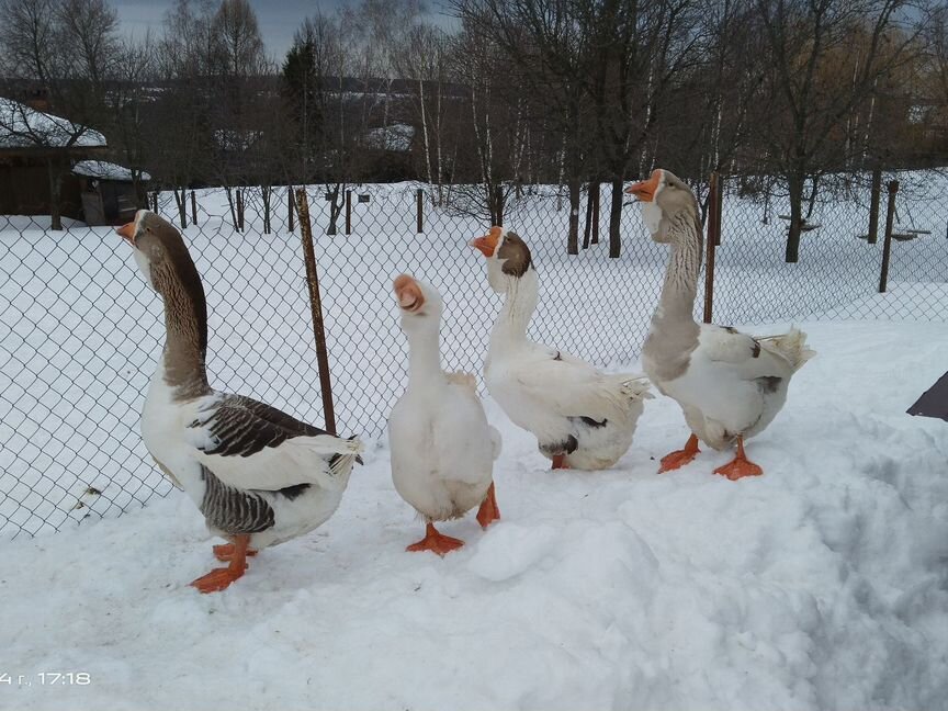 Холмогорские гуси