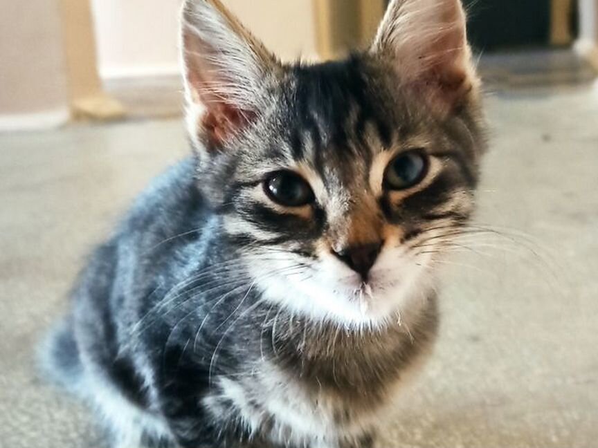 Котёнок мальчик чистый в добрые руки