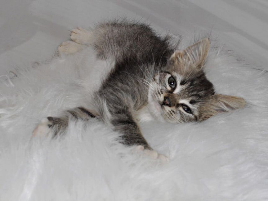 Котенок Кира в добрые руки