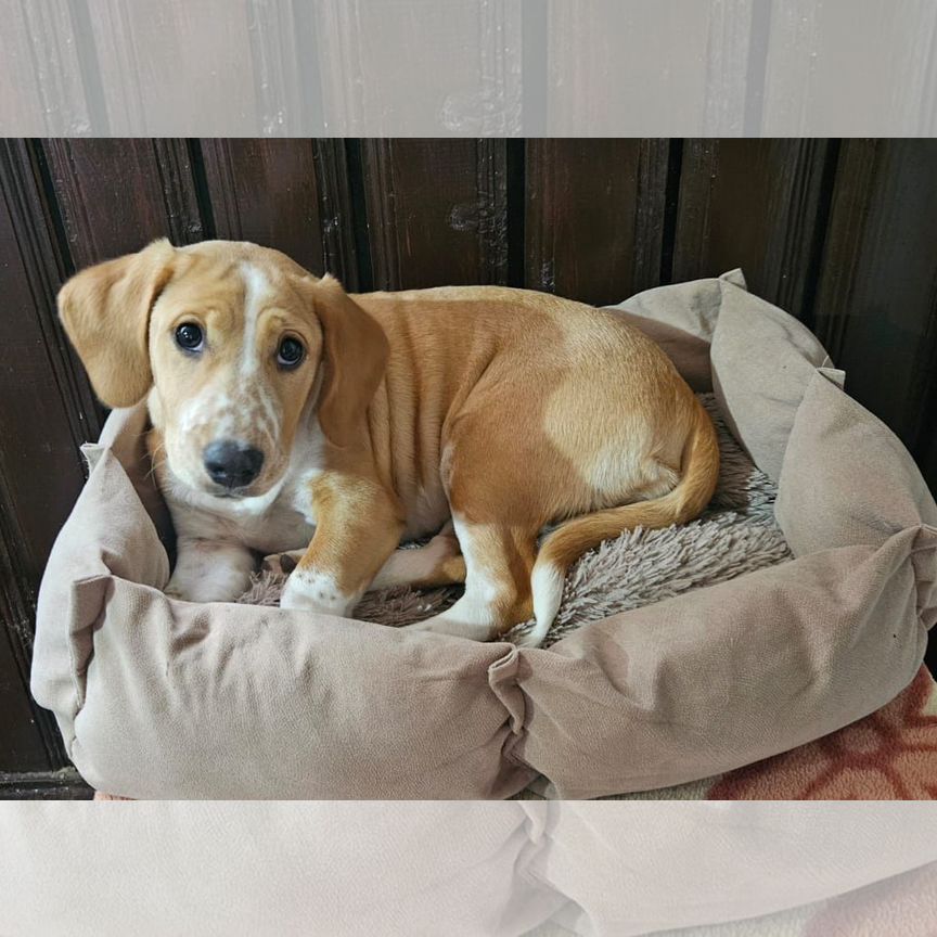 Щенок в добрые руки