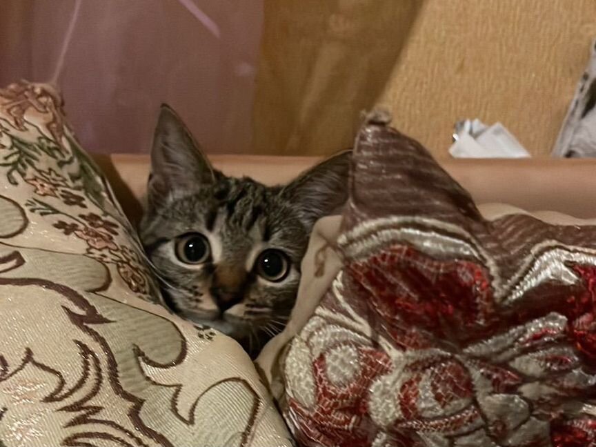 Кошка беспородная