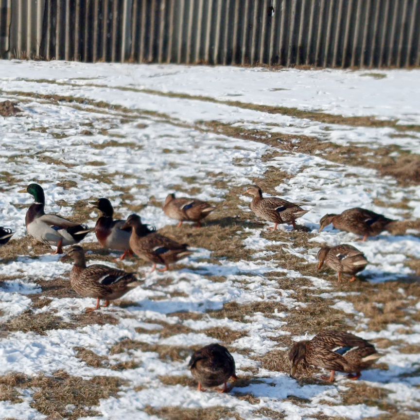 Утки подсадные для охоты