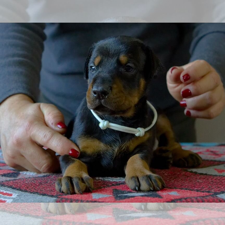 Доберман, щенок