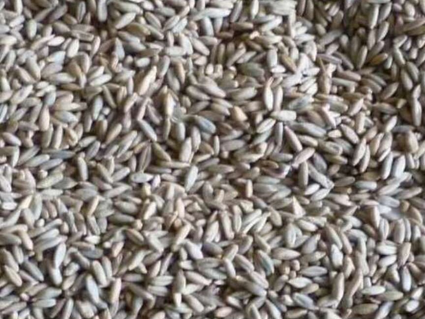 Продам рожь