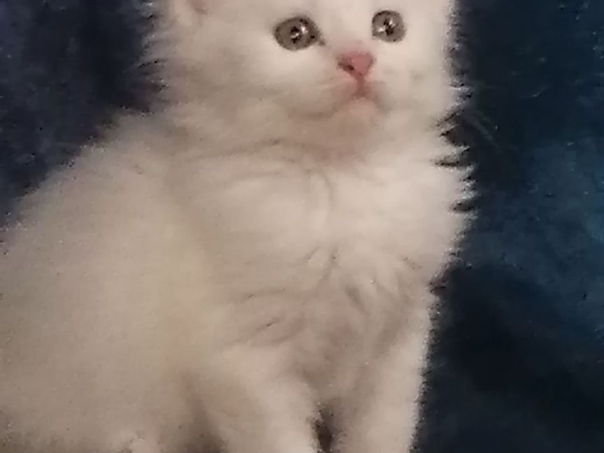 Котята мейн-кун