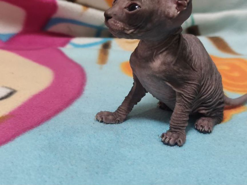 Донской сфинкс