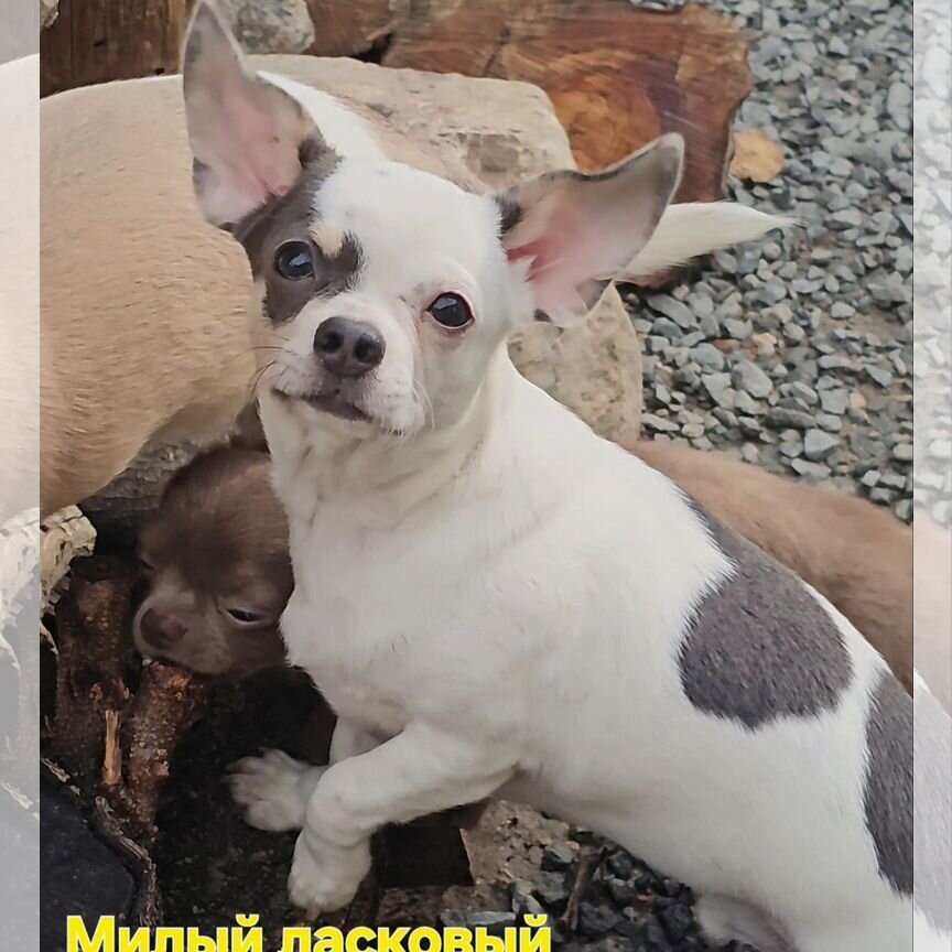 Чихуахуа, щенок