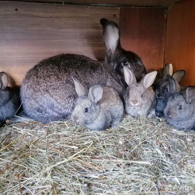 Кролики серый великан
