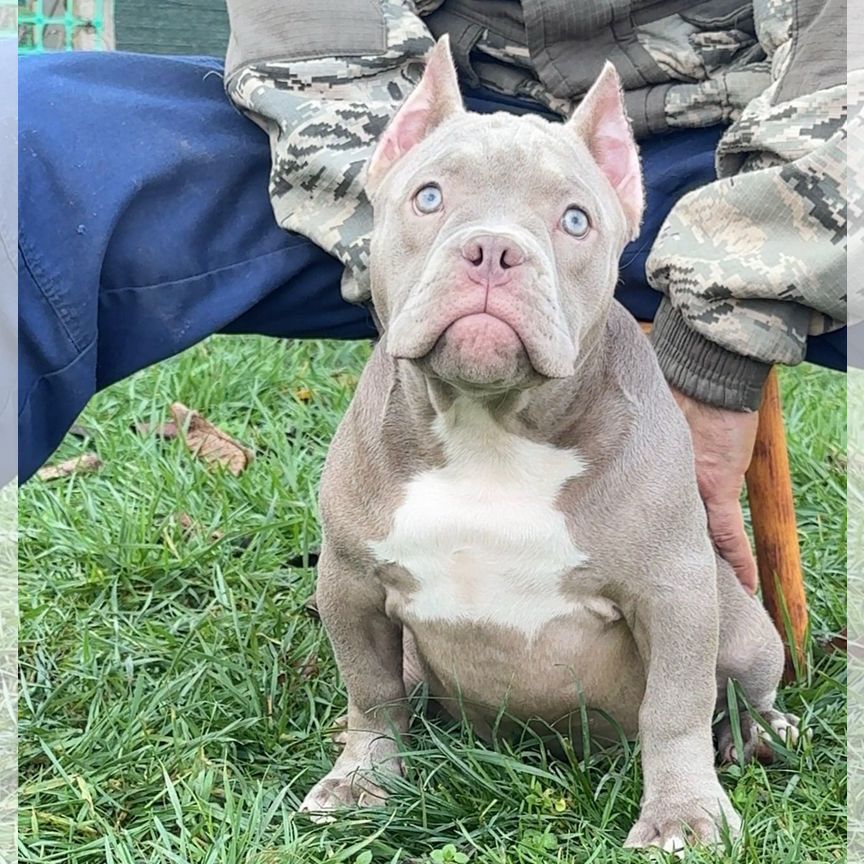 Американский булли, щенок