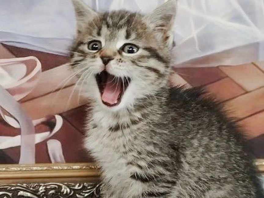 Озорной малышок котенок (1,5 мес) в добрые руки