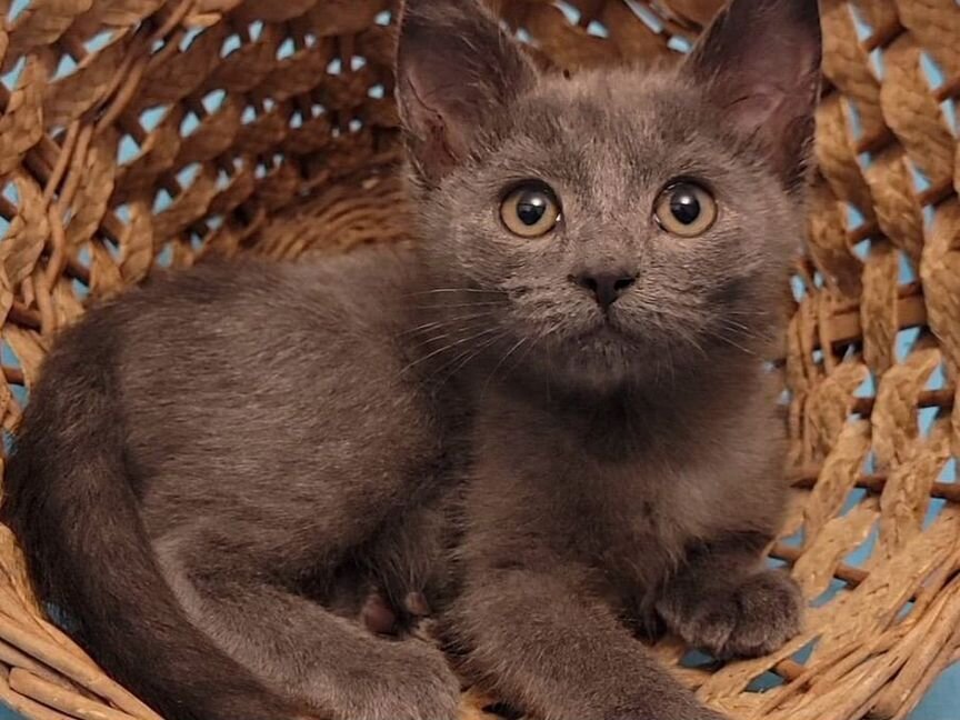 Котенок Серый фенотип "русской голубой" 2 м. в дар