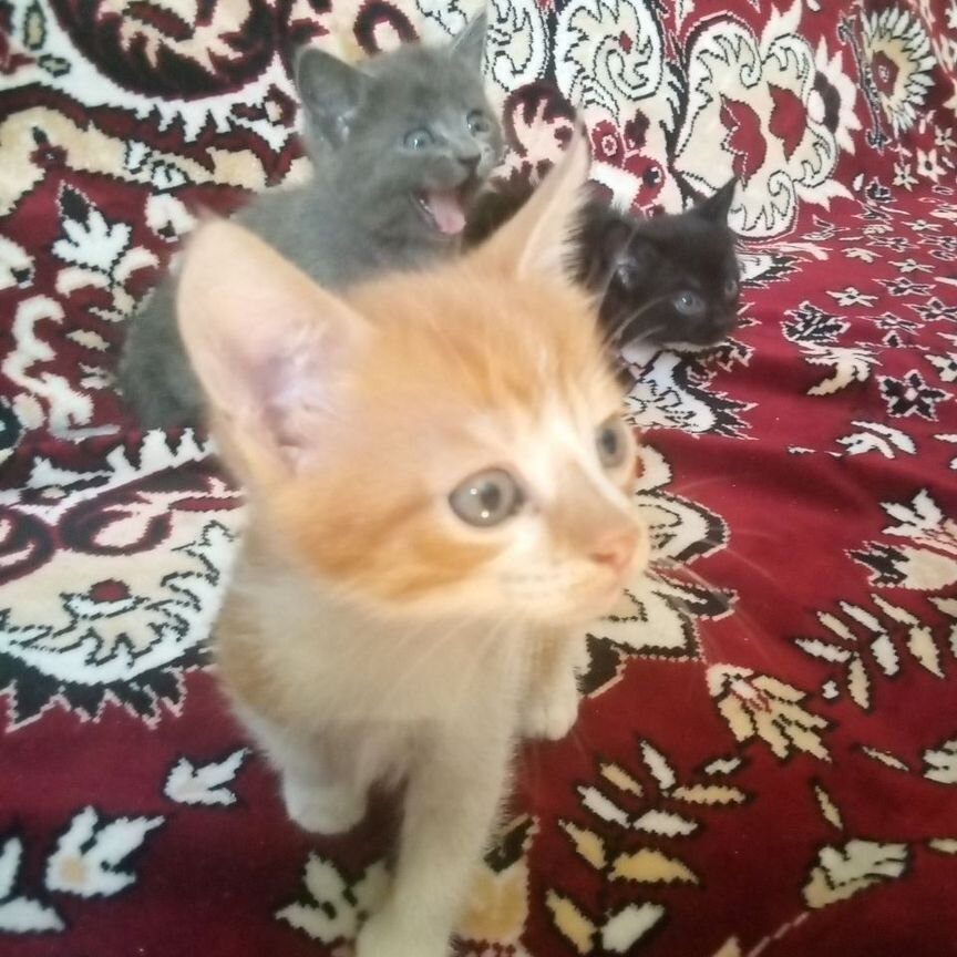 Милые котята