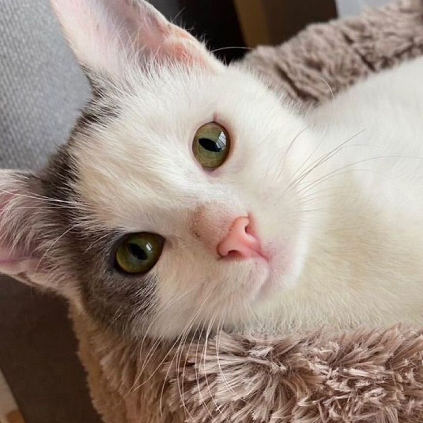 Котенок девочка