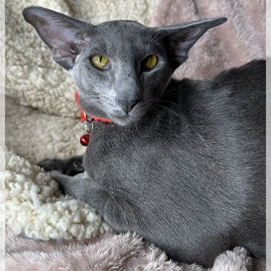 Ориентальные котята в экстрим типе